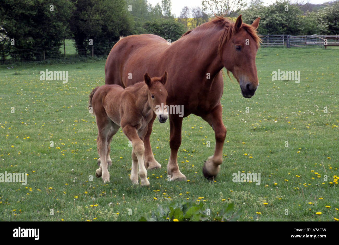 Suffolk Punch mare with foal Stock Photo - Alamy