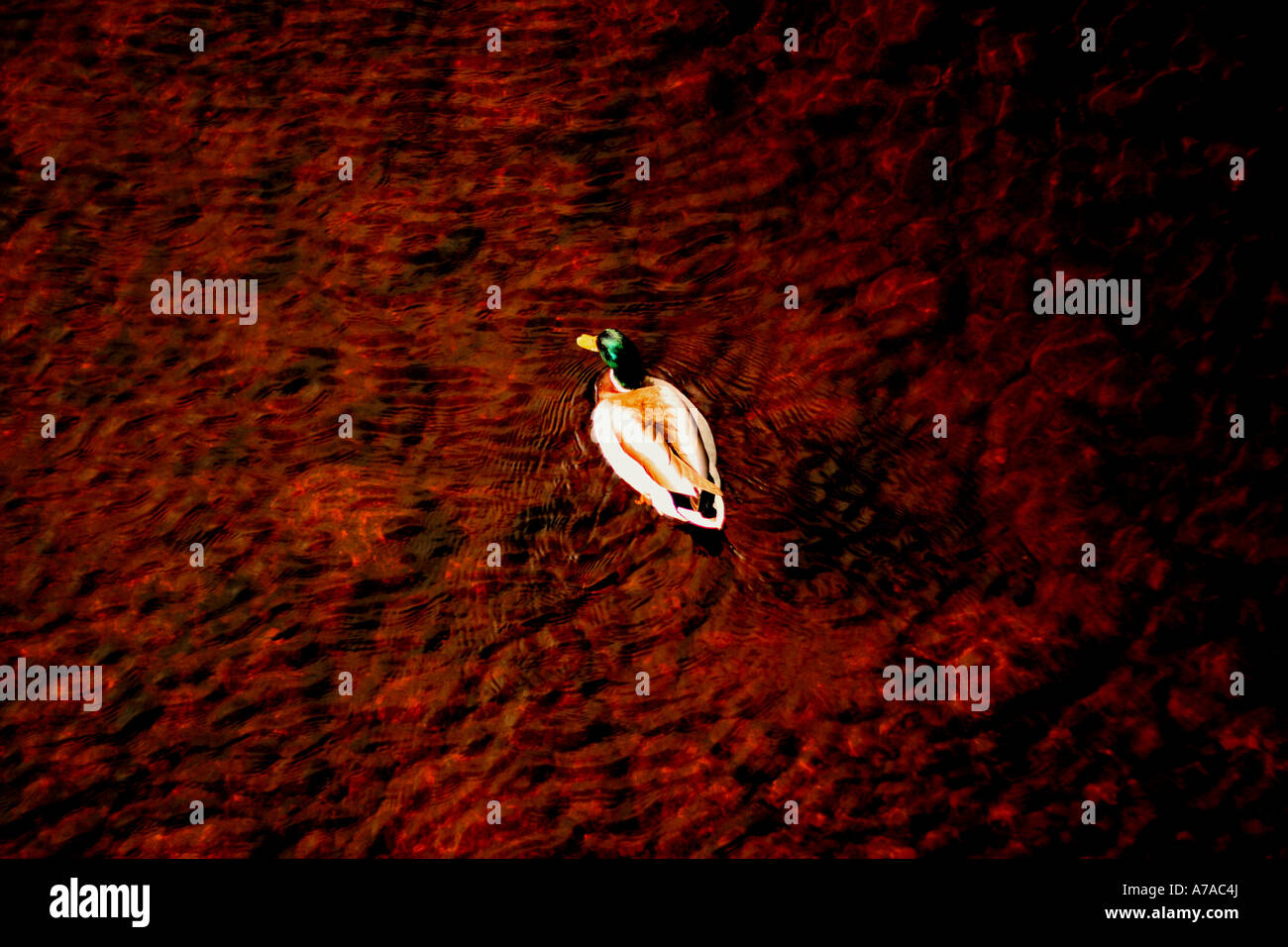 Red water river duck bird acidic component leach hi-res stock ...