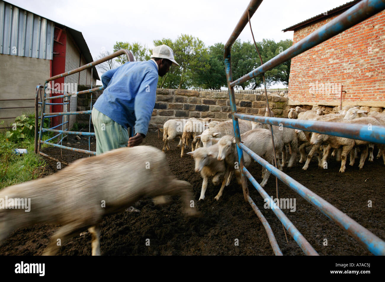 Sheep gate hi-res stock photography and images - Alamy