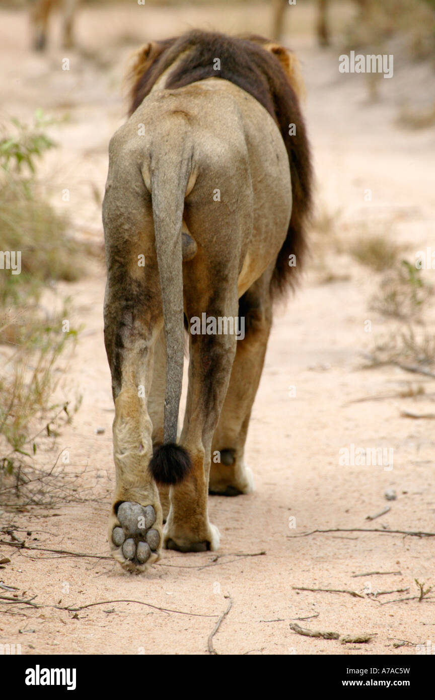 A male black maned lion viewed from behind as it walks down a bushveld ...