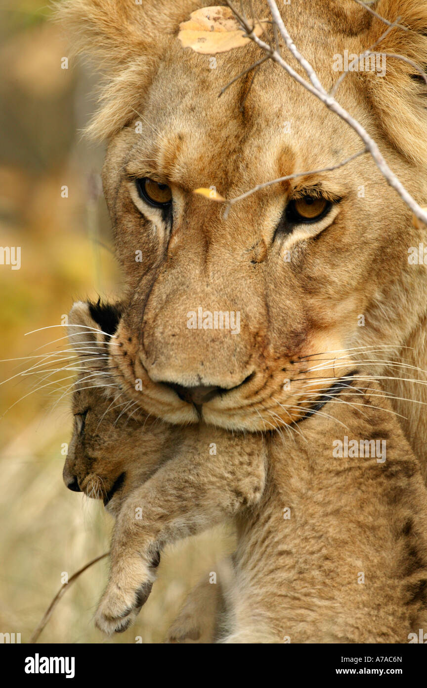 Lioness carrying cub hi-res stock photography and images - Alamy