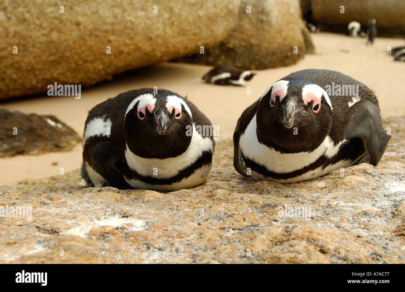 African Penguin pair sunning themselves on a rock Simons Town Western ...