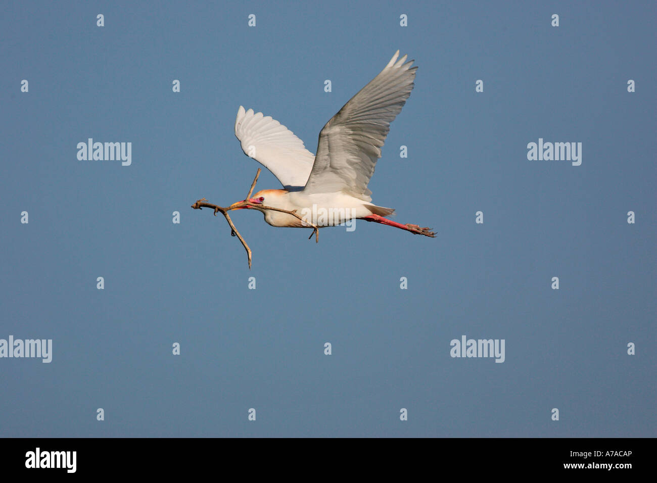Cattle Egret in flight with nest building material in its beak Dam ...