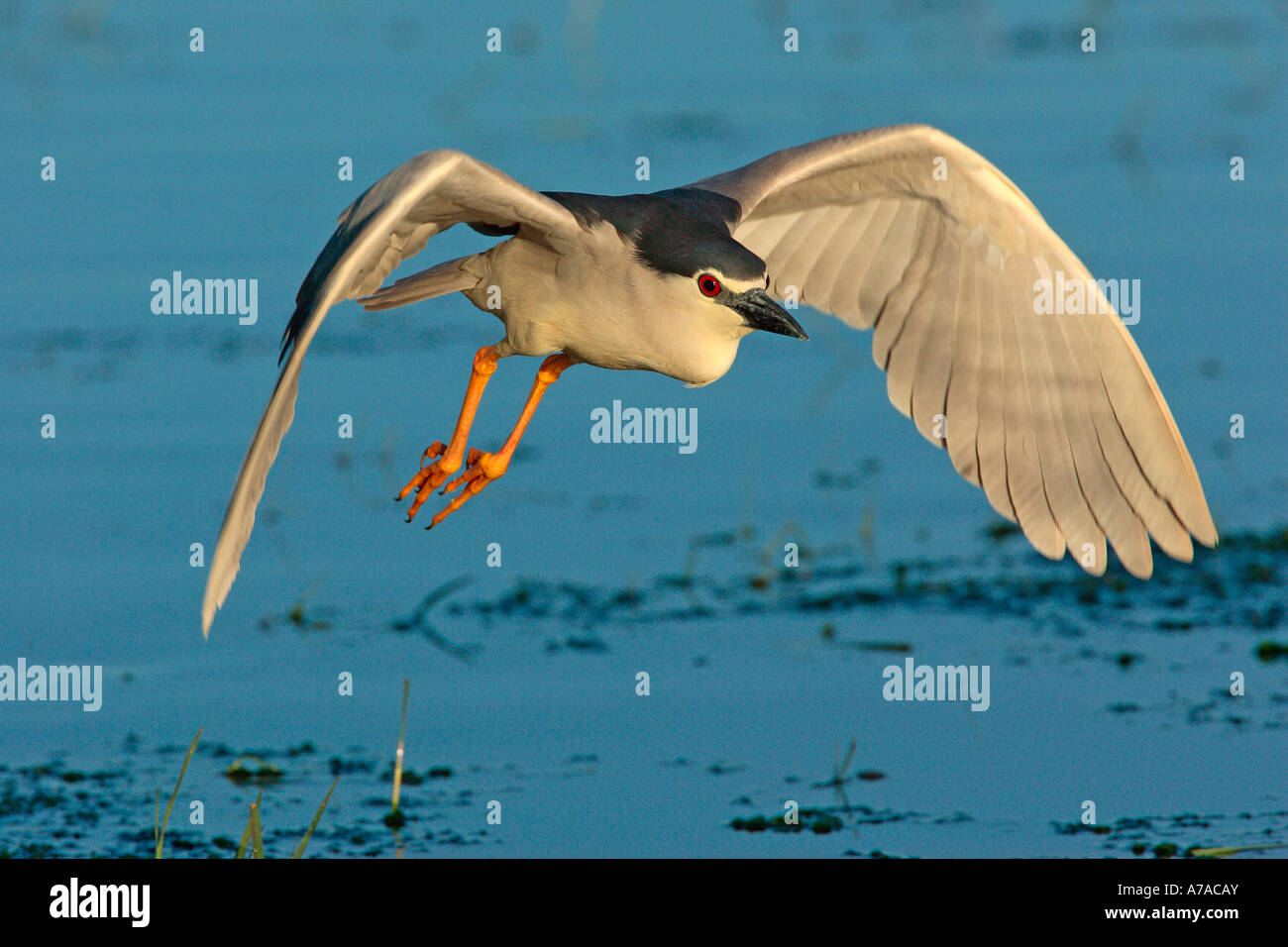 Black crowned Night Heron in flight over water Stellenbosch Western ...