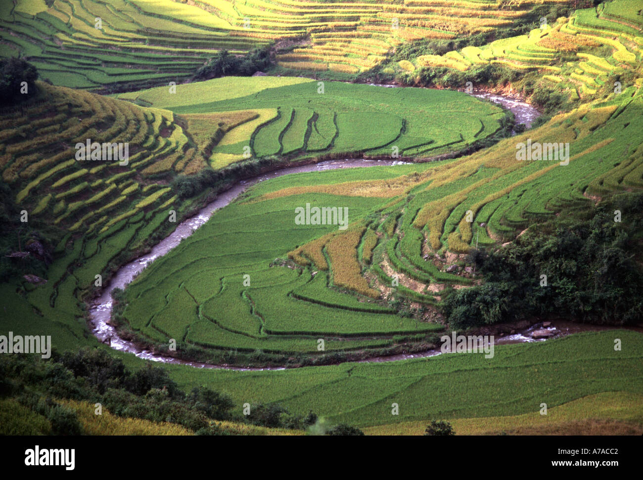View of an S shaped river running between terraced rice fields in ...