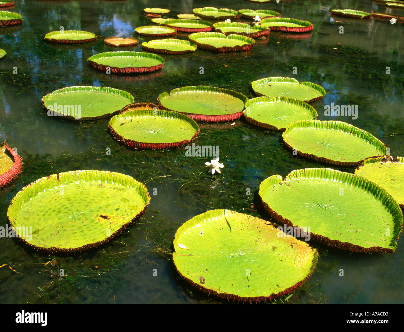 Mauritius pamplemousses gardens giant water hi-res stock photography ...