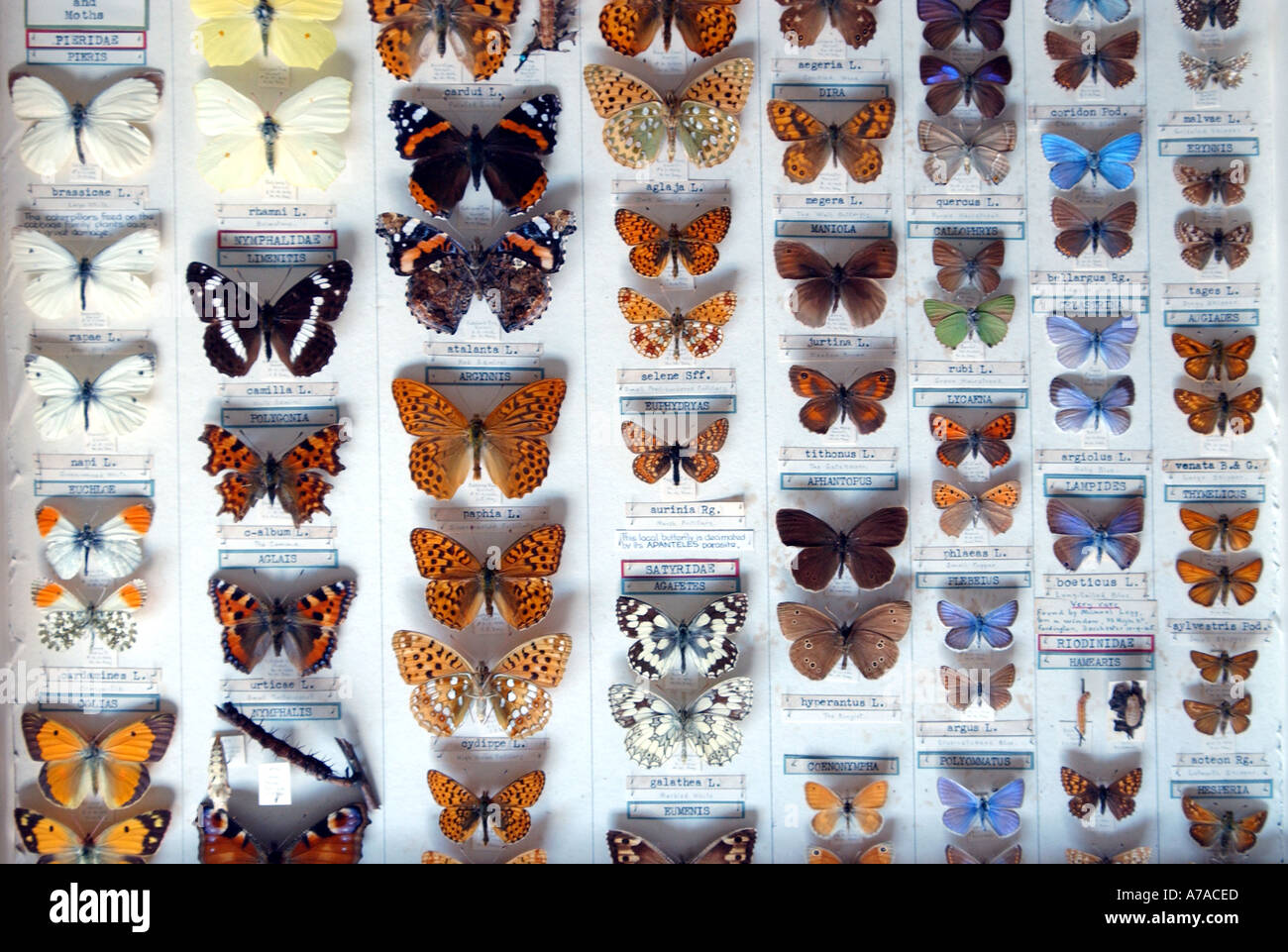 Butterfly collection hi-res stock photography and images - Alamy