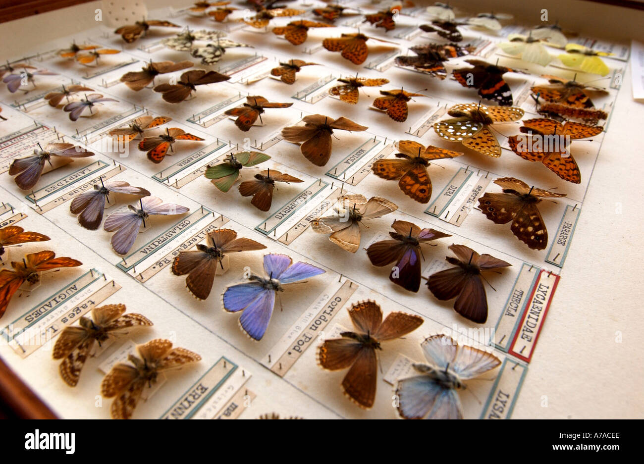 A butterfly collection Stock Photo - Alamy