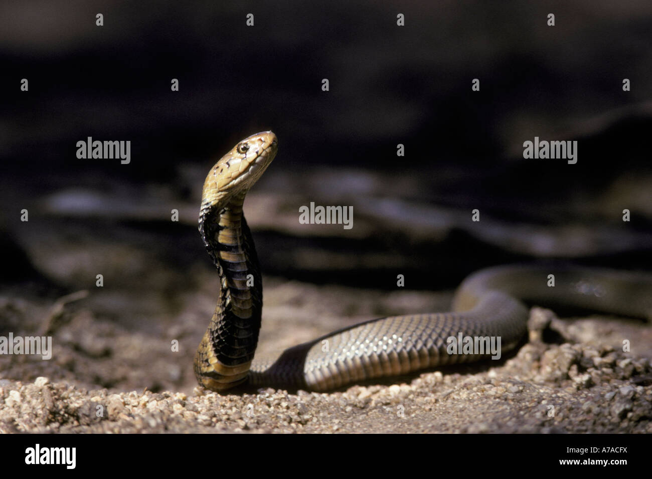 Mozambique spitting cobra hi-res stock photography and images - Alamy