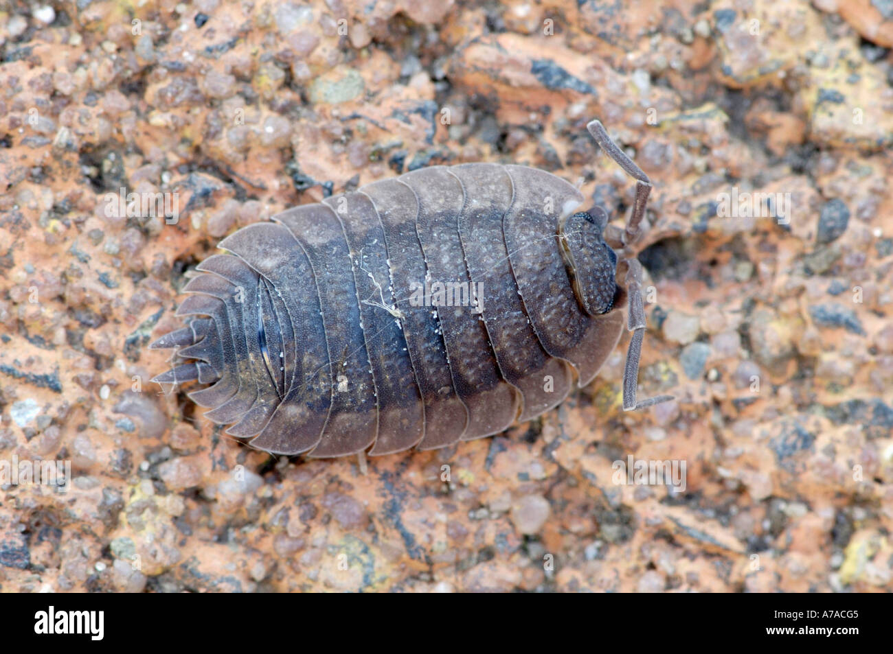 Sowbug hi-res stock photography and images - Alamy