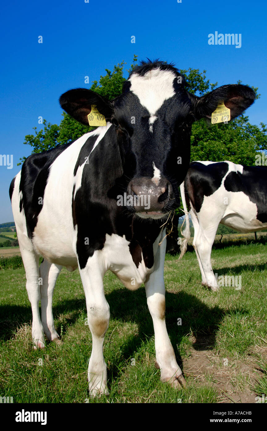 Holstein cattle hi-res stock photography and images - Alamy