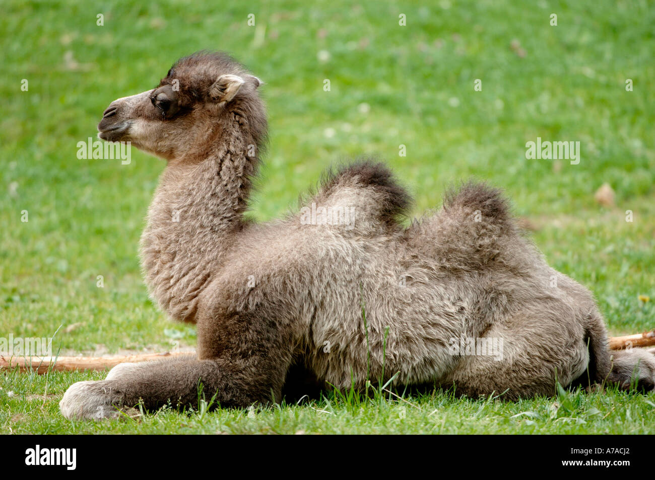 Juvenile camel hi-res stock photography and images - Alamy