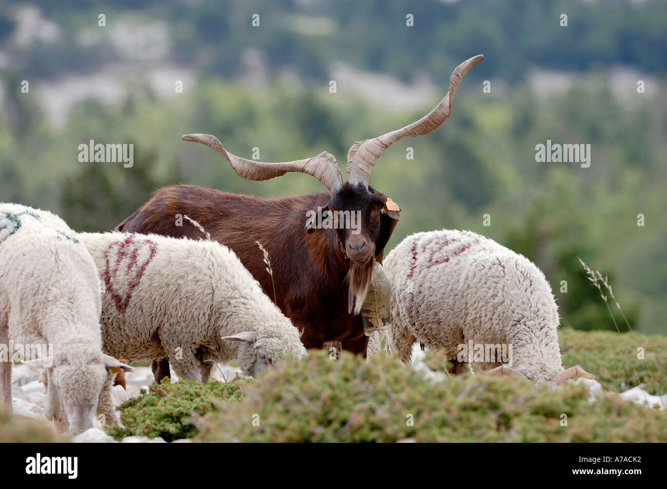 Rove goat hi-res stock photography and images - Alamy Rove goat hi-res stock photography and images - Alamy