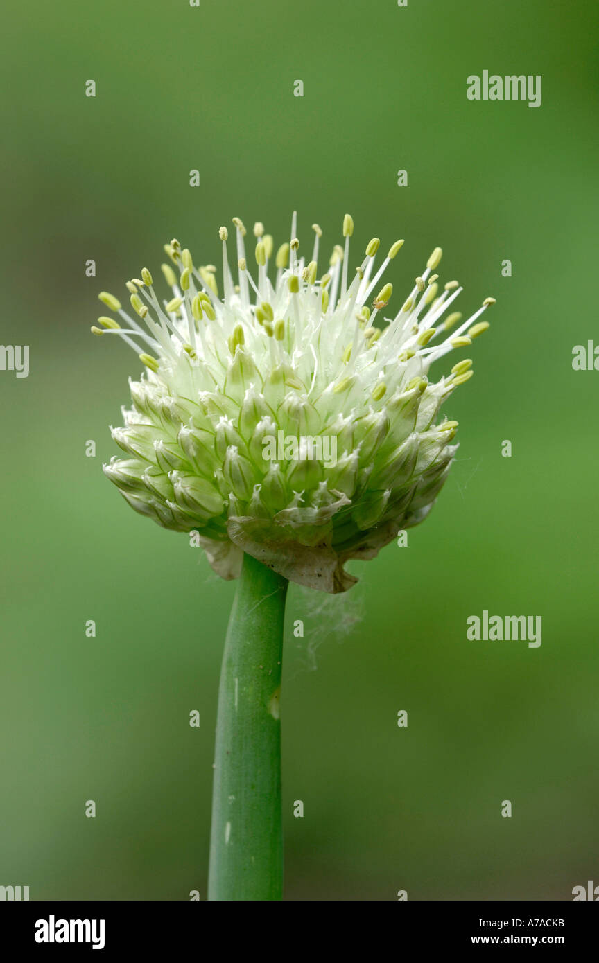 Welsh onion spring onion hi-res stock photography and images - Alamy