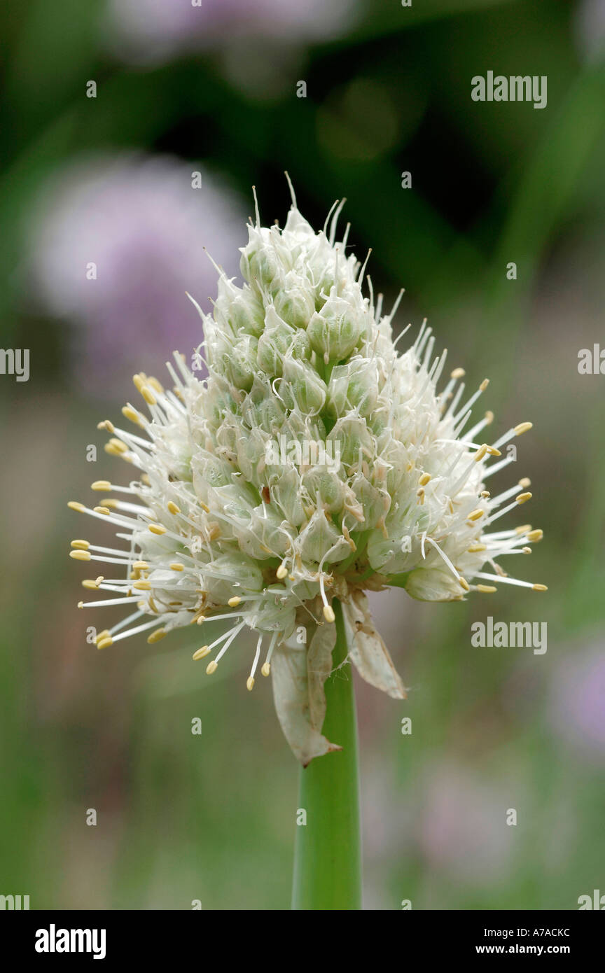 Welsh Onion Spring Onion Stock Photo - Alamy