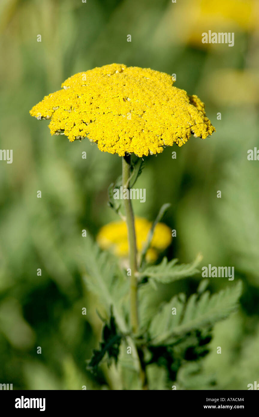 Yarrow yellow herb hi-res stock photography and images - Alamy