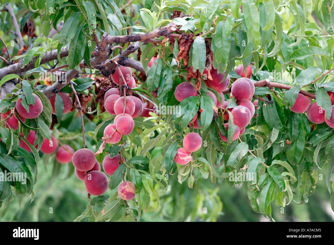 Peaches provence hi-res stock photography and images - Alamy