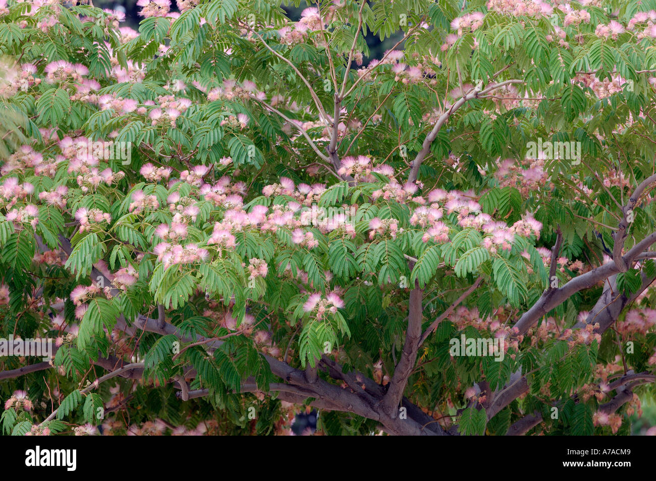 Powderpuff shrub hi-res stock photography and images - Alamy