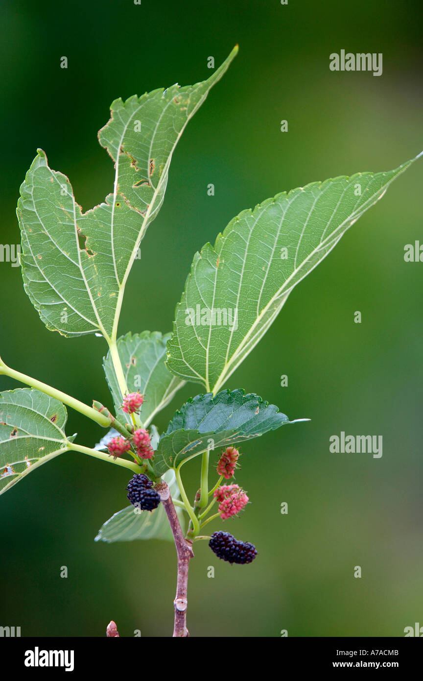 White Mulberry Tree Stock Photo - Alamy