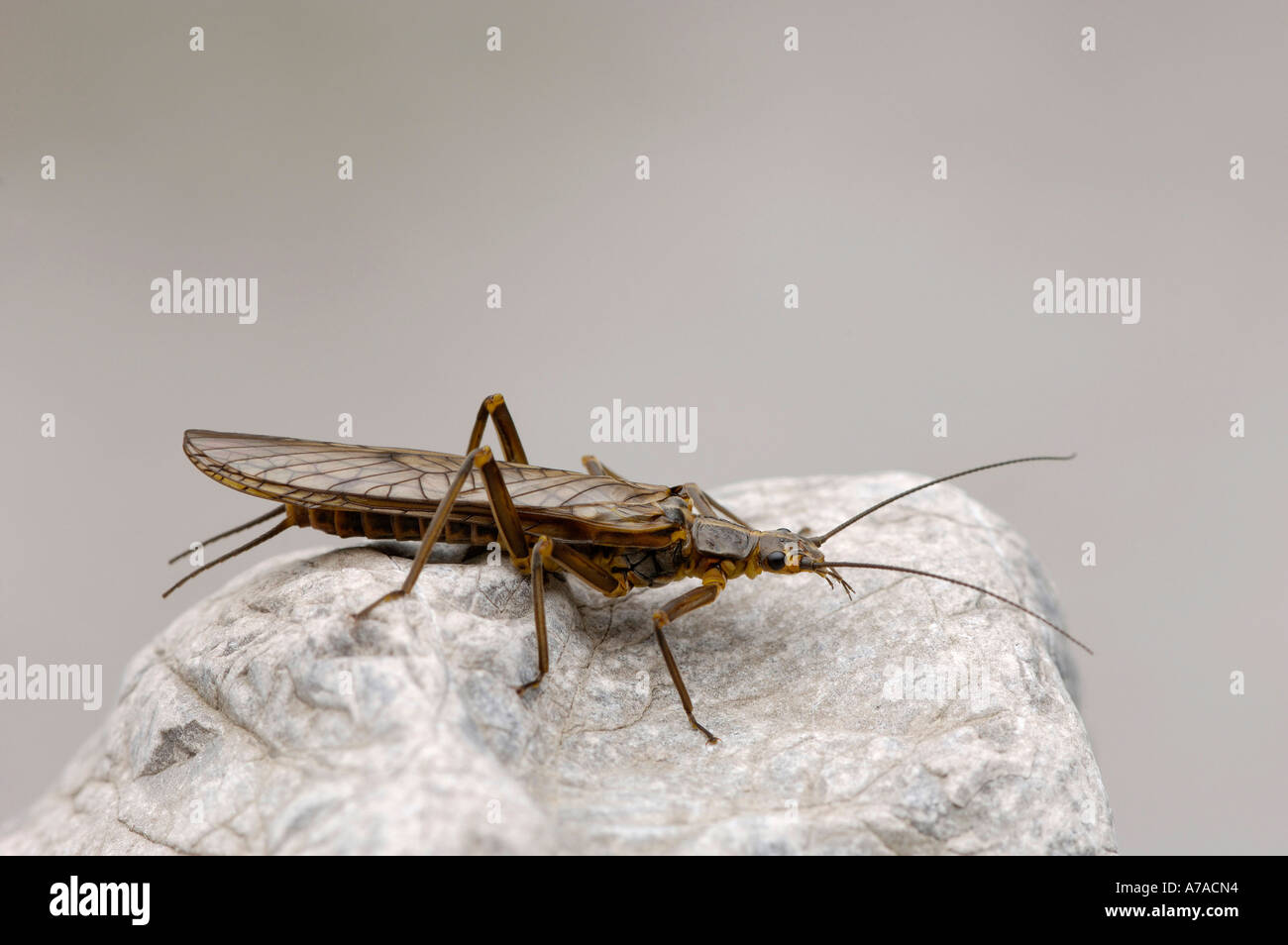 Stonefly hi-res stock photography and images - Alamy