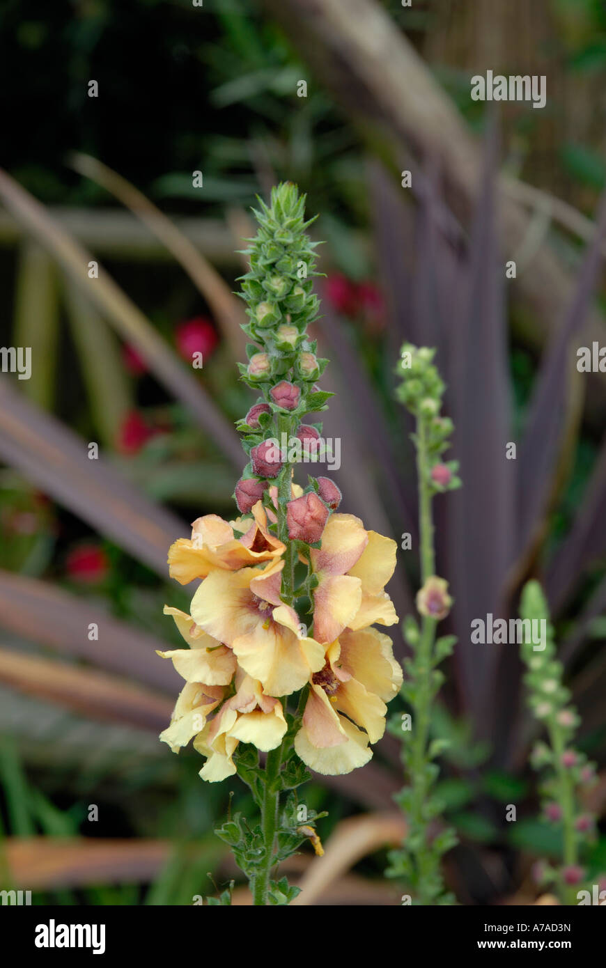 Verbascum flower hi-res stock photography and images - Alamy