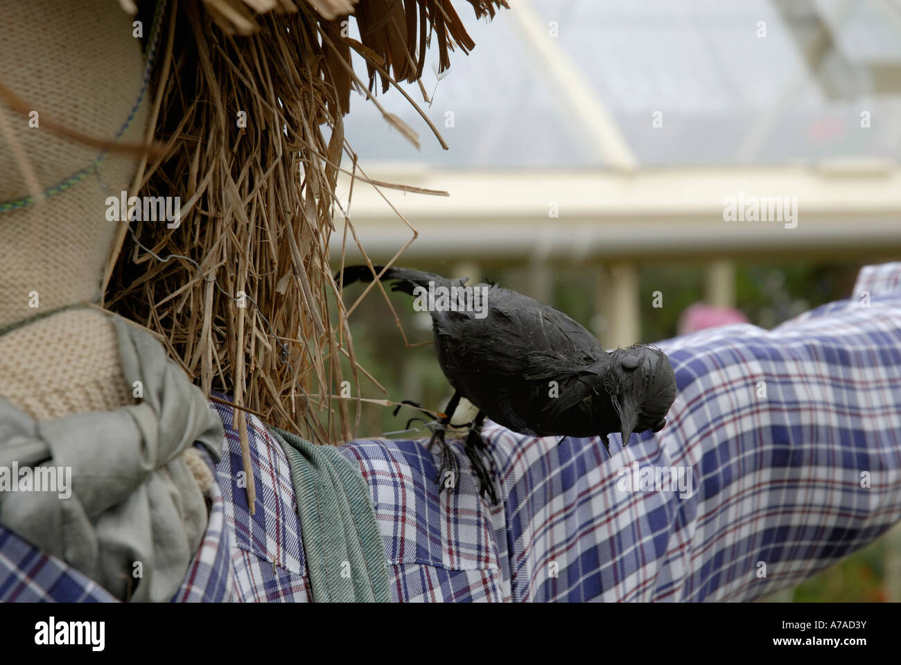 Real scarecrow hi-res stock photography and images - Alamy