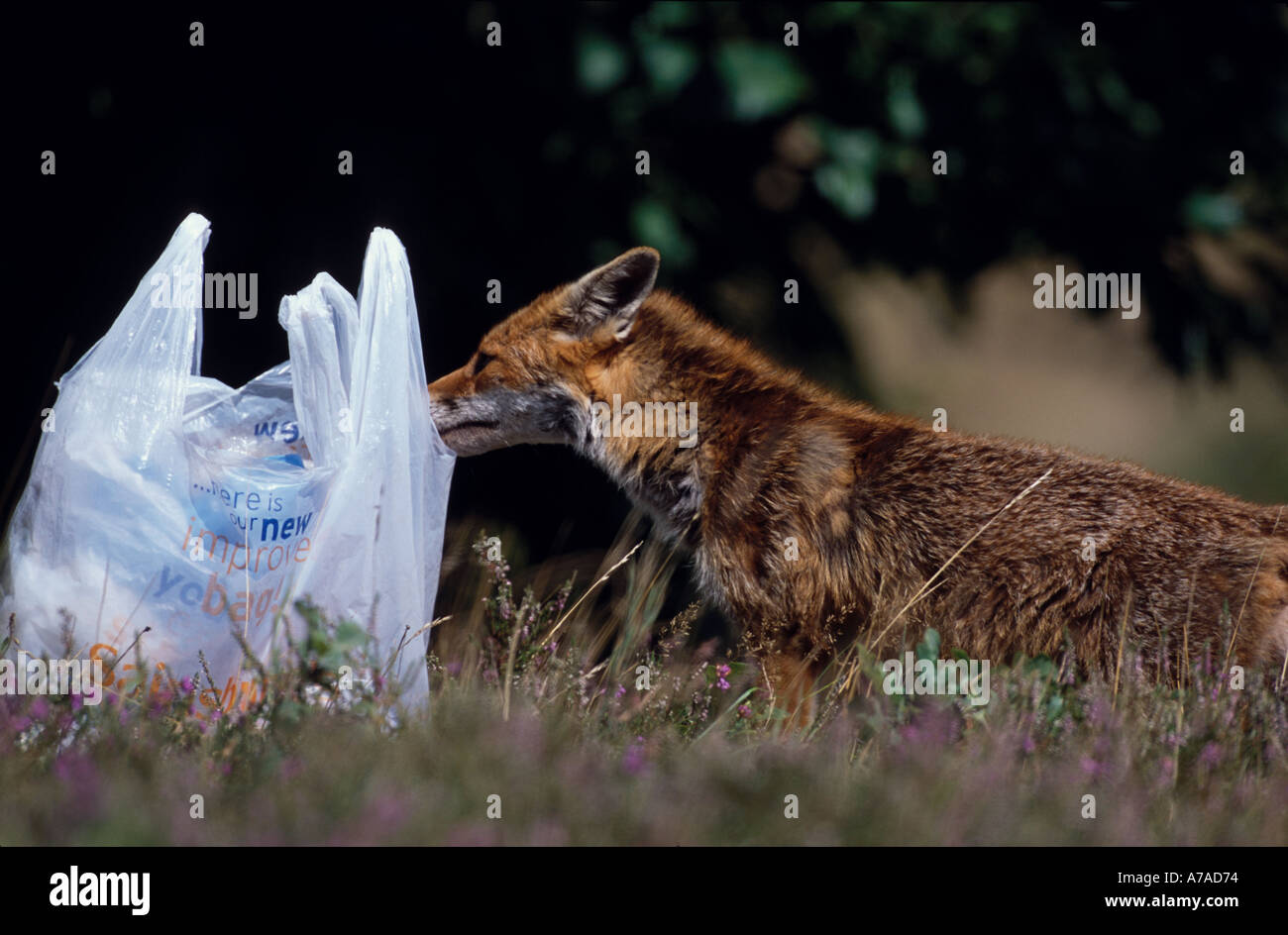 Red Fox Smelling Out food From Bag Southampton UK Stock Photo - Alamy