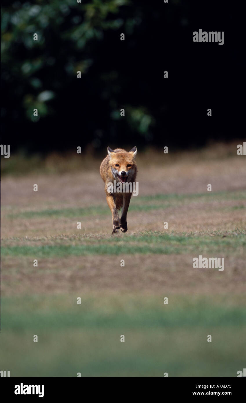Fox on golf course hi-res stock photography and images - Alamy