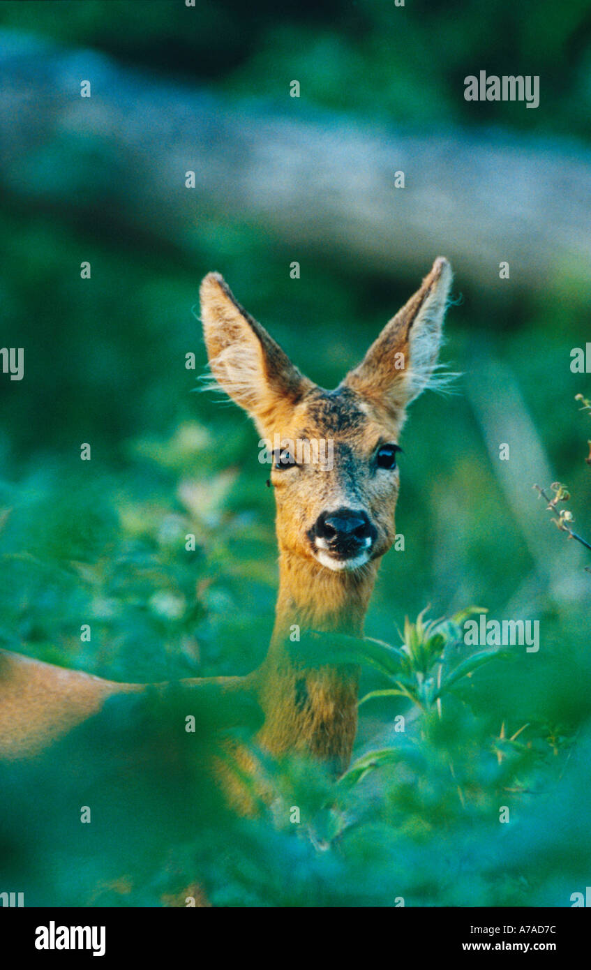 Roe Deer Feeding In Hedge Sussex uk Stock Photo - Alamy