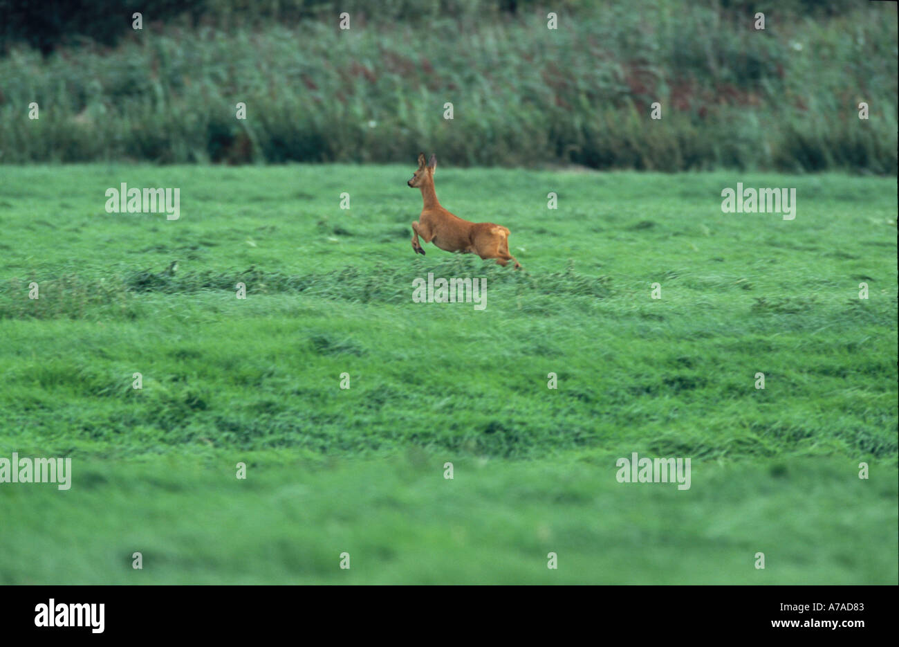 Leaping roe deer uk hi-res stock photography and images - Alamy