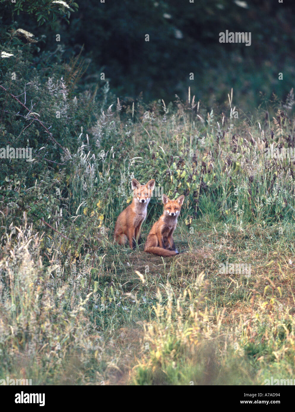 Red Fox Cubs Sitting UP Near Den Sussex uk Stock Photo - Alamy