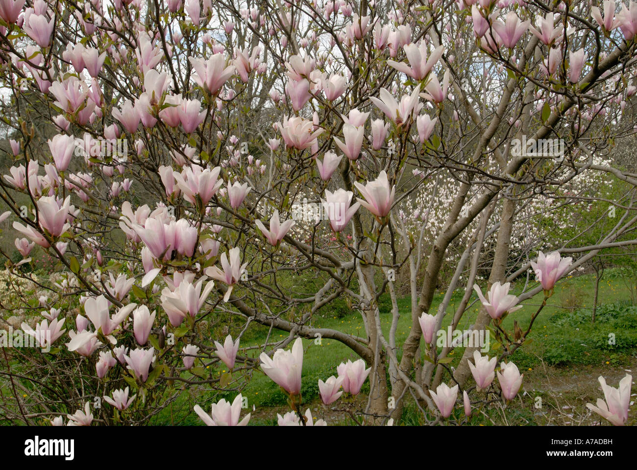 Magnolia tree at The Garden House, Buckland Monachorum, Devon Stock ...