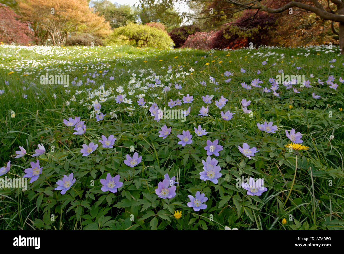 Blue Anemones at The Garden House Buckland Monachorum Devon U.K Stock ...