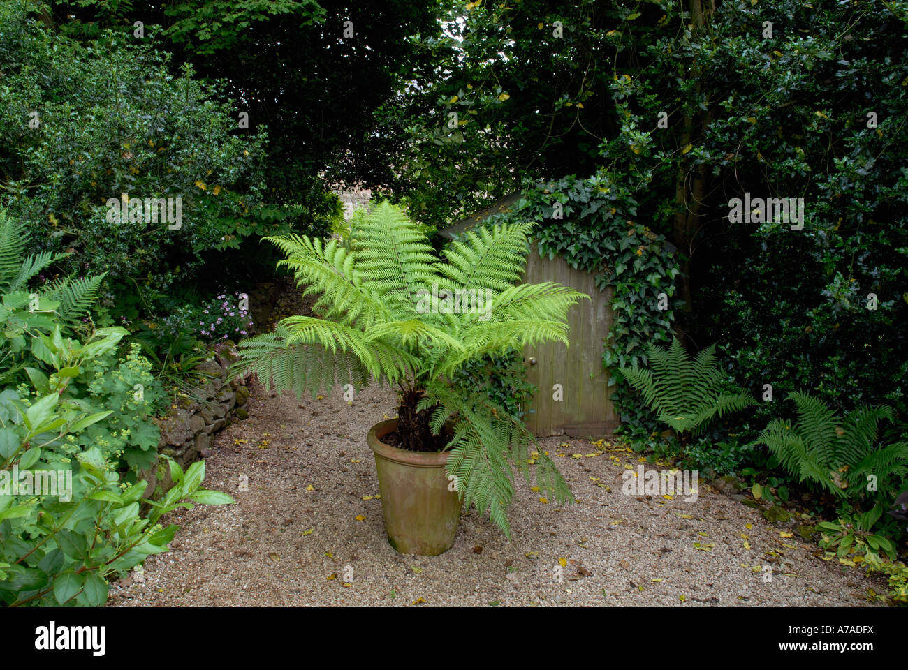 Fern in a pot Stock Photo - Alamy