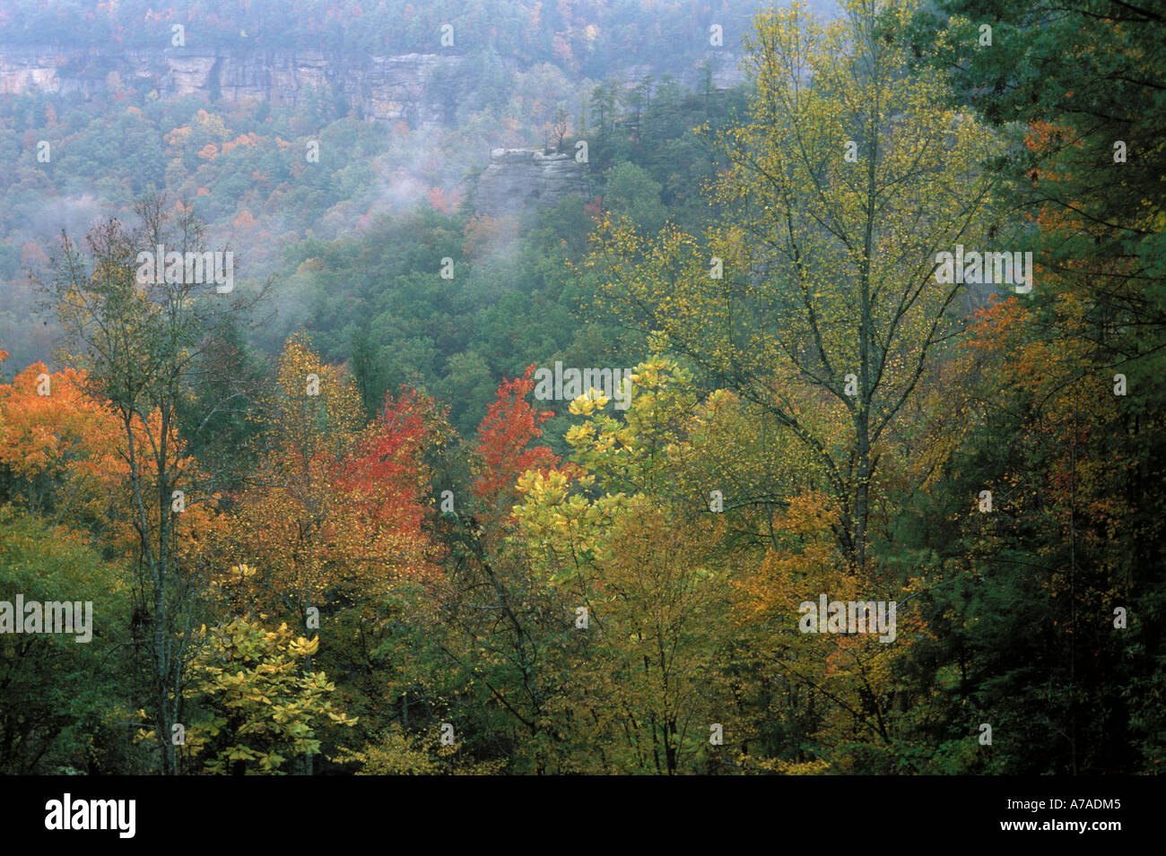Autumn Colors at Red River Gorge Stock Photo - Alamy