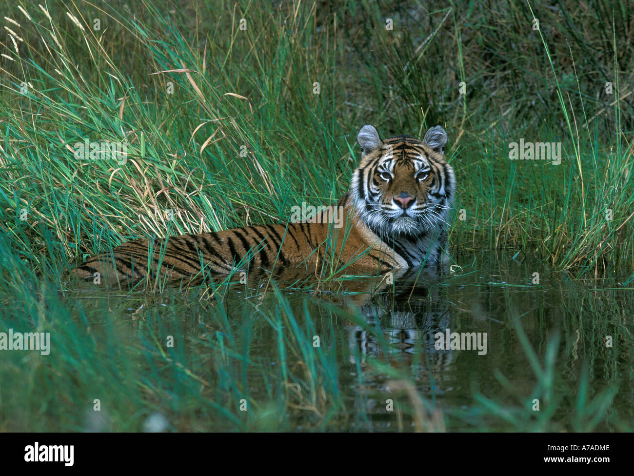 Siberian Tiger Cooling-Off Stock Photo - Alamy