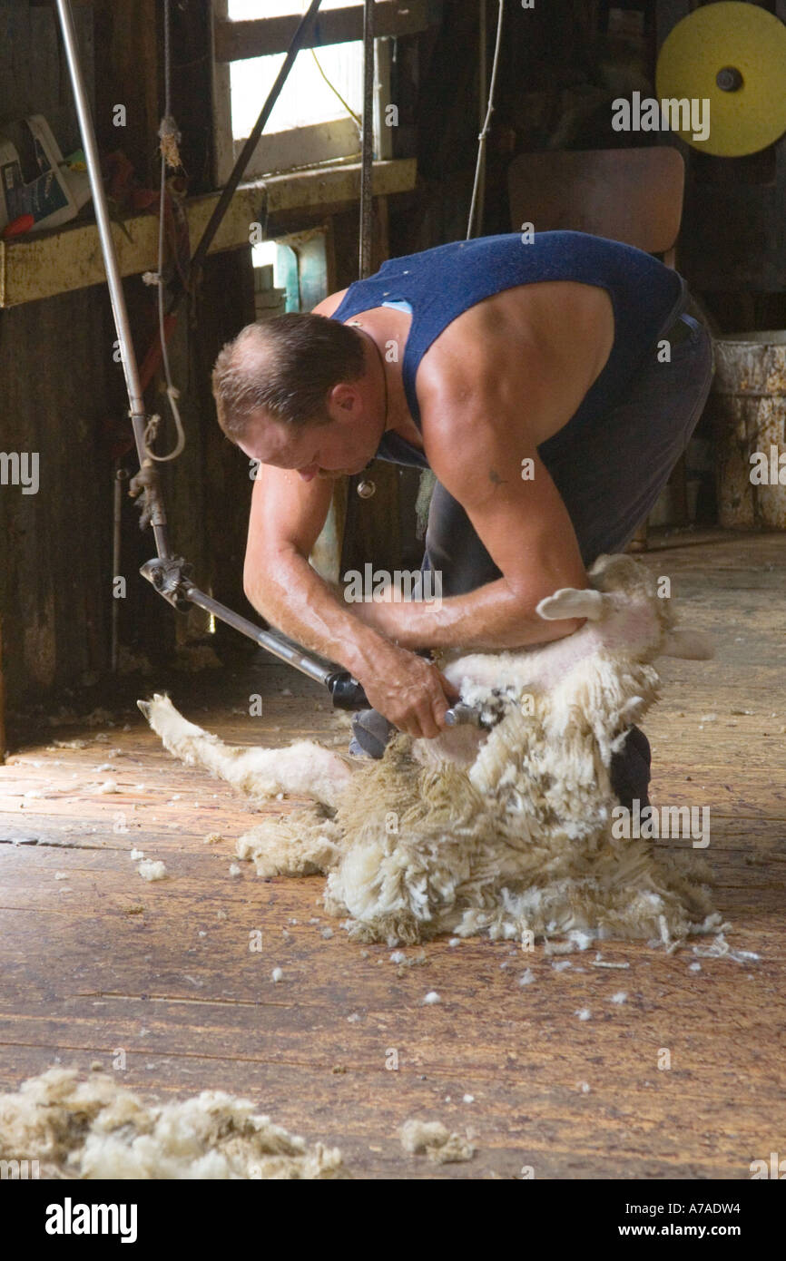 New Zealand Waiheke Island Auckland Shearing sheep in wool shed Tick ...