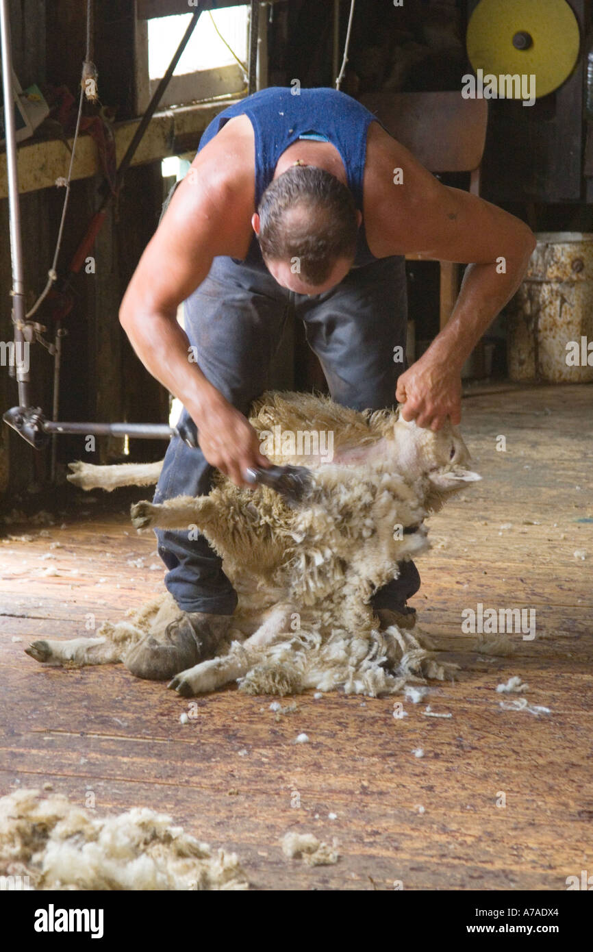 Blood Shear High Resolution Stock Photography and Images - Alamy