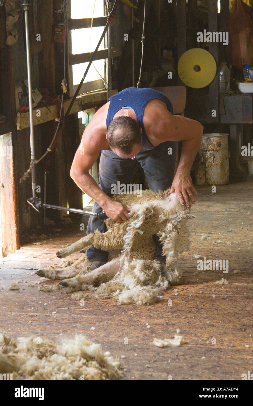 New Zealand Waiheke Island Auckland Shearing sheep in wool shed Tick ...