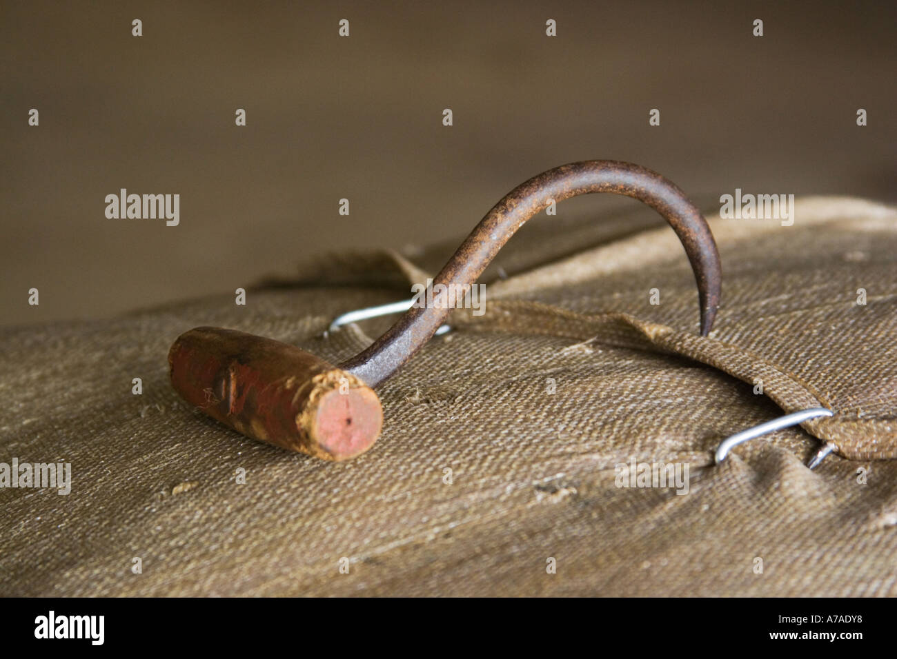 New Zealand Waiheke Island Auckland Shearing sheep in wool shed Tick ...