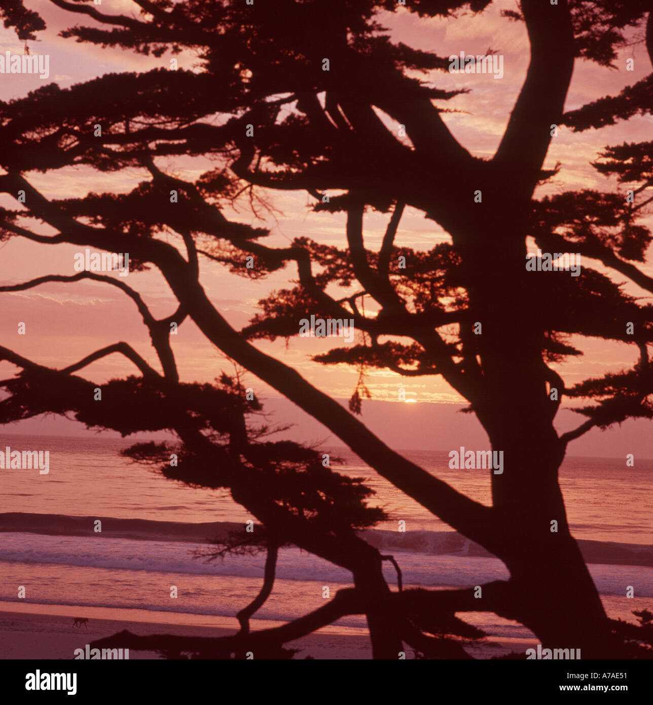 Cypress trees sunset Carmel California USA Stock Photo - Alamy