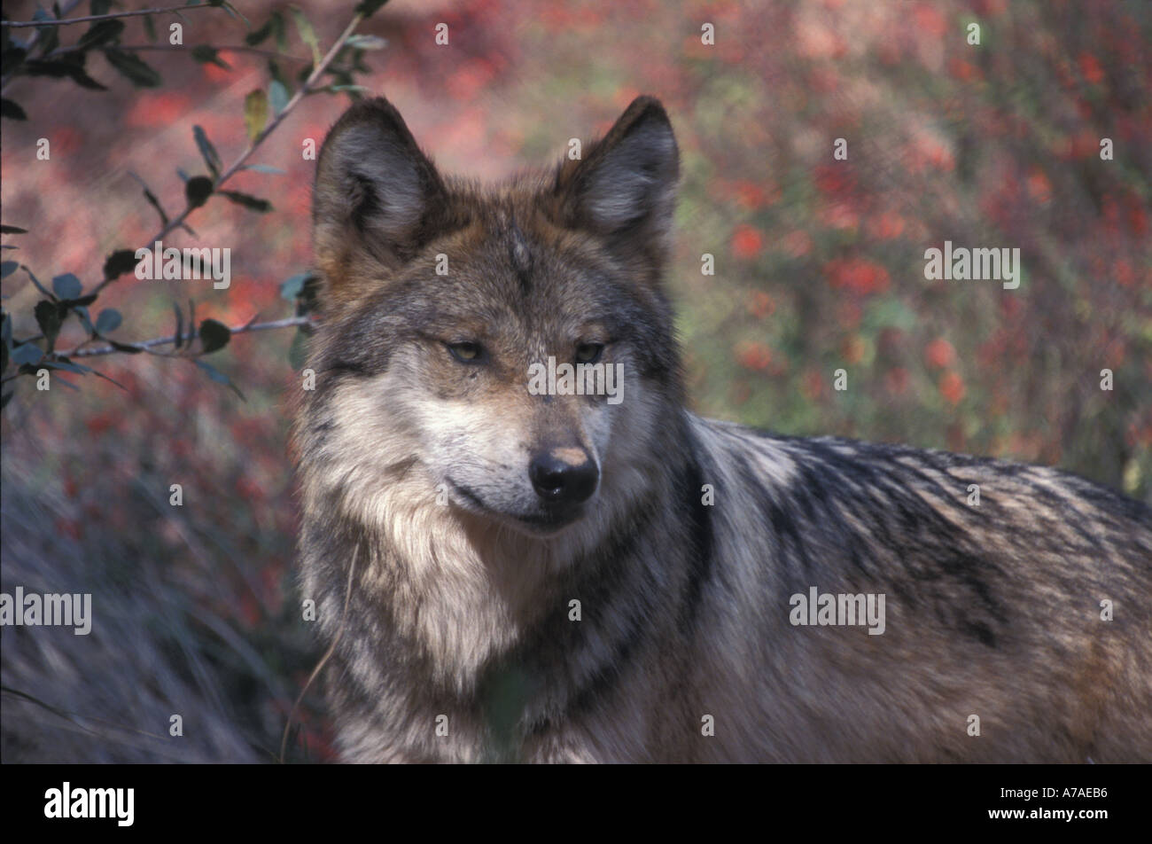 Mexican Grey Wolf Canis lupus baileyi found in the southern US and ...