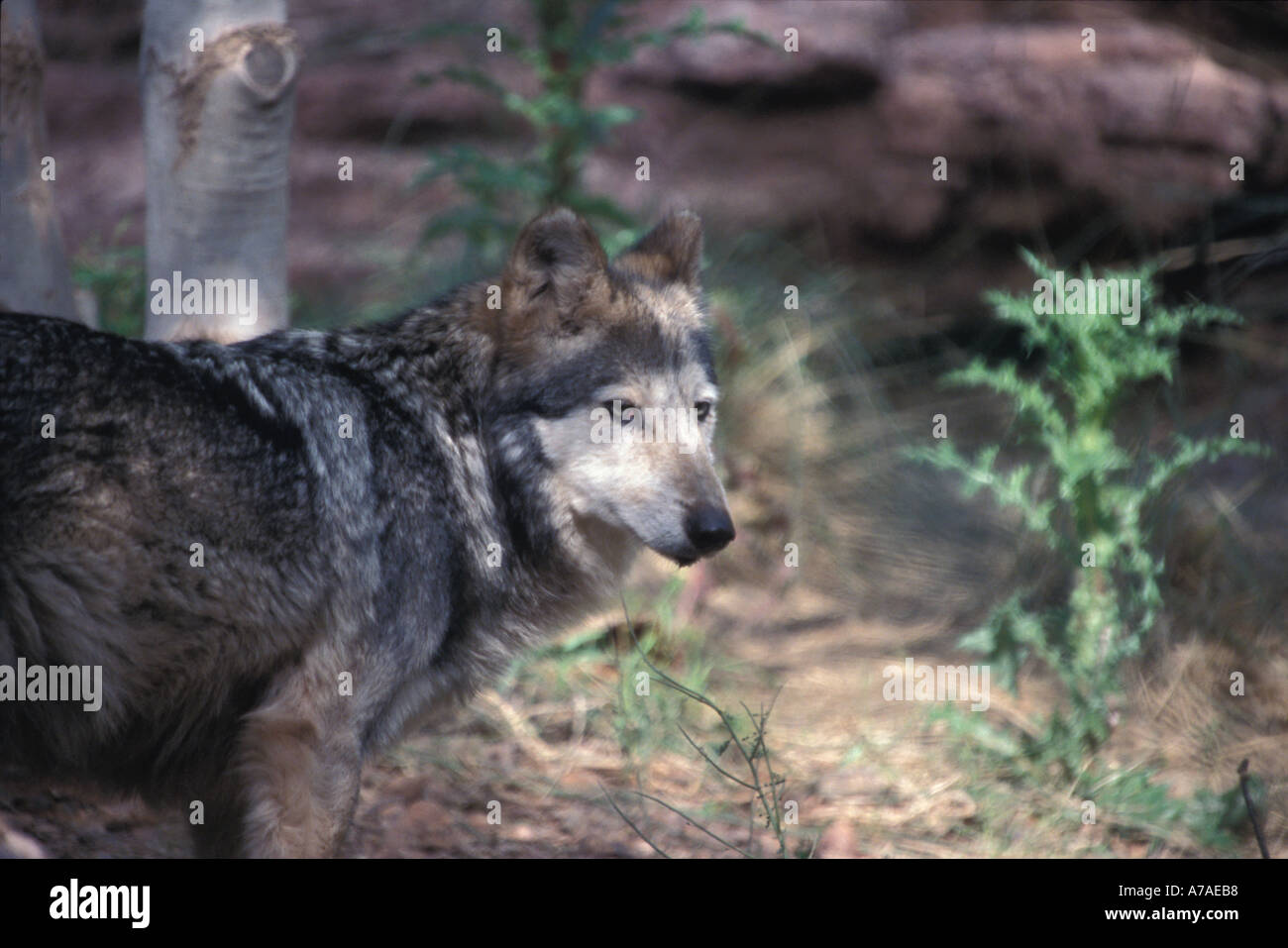 Mexican grey wolf canis lupus hi-res stock photography and images - Alamy