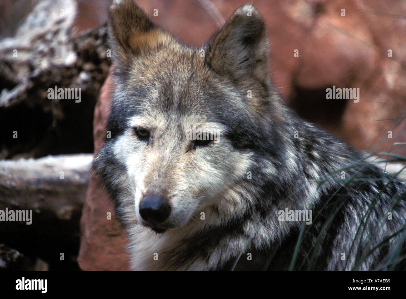 Mexican Grey Wolf Canis lupus baileyi found in the southern US and ...