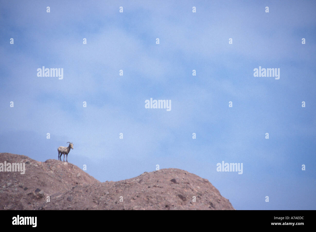 Ovis mexicana hi-res stock photography and images - Alamy