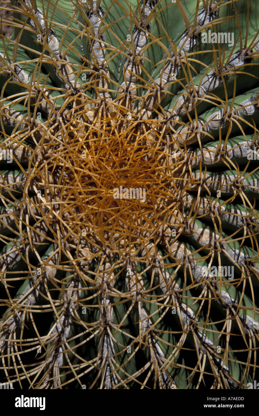Southwestern barrel cactus hi-res stock photography and images - Alamy