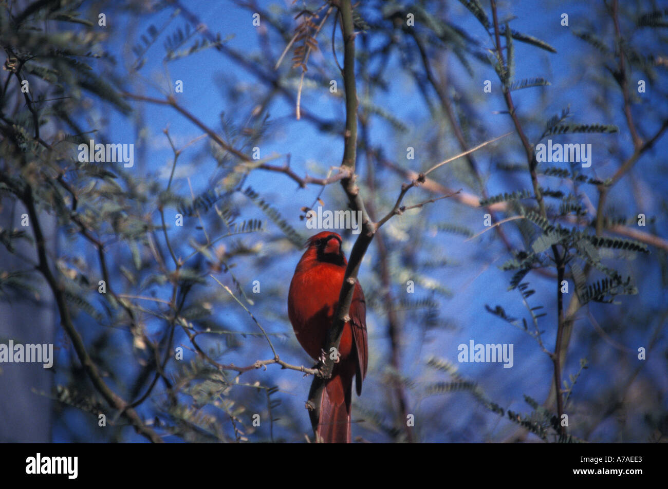 An adult male Northern Cardinal Cardinalis cardinalis found in the ...