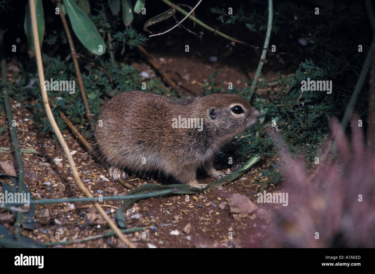 Round tailed ground squirrel hi-res stock photography and images - Alamy