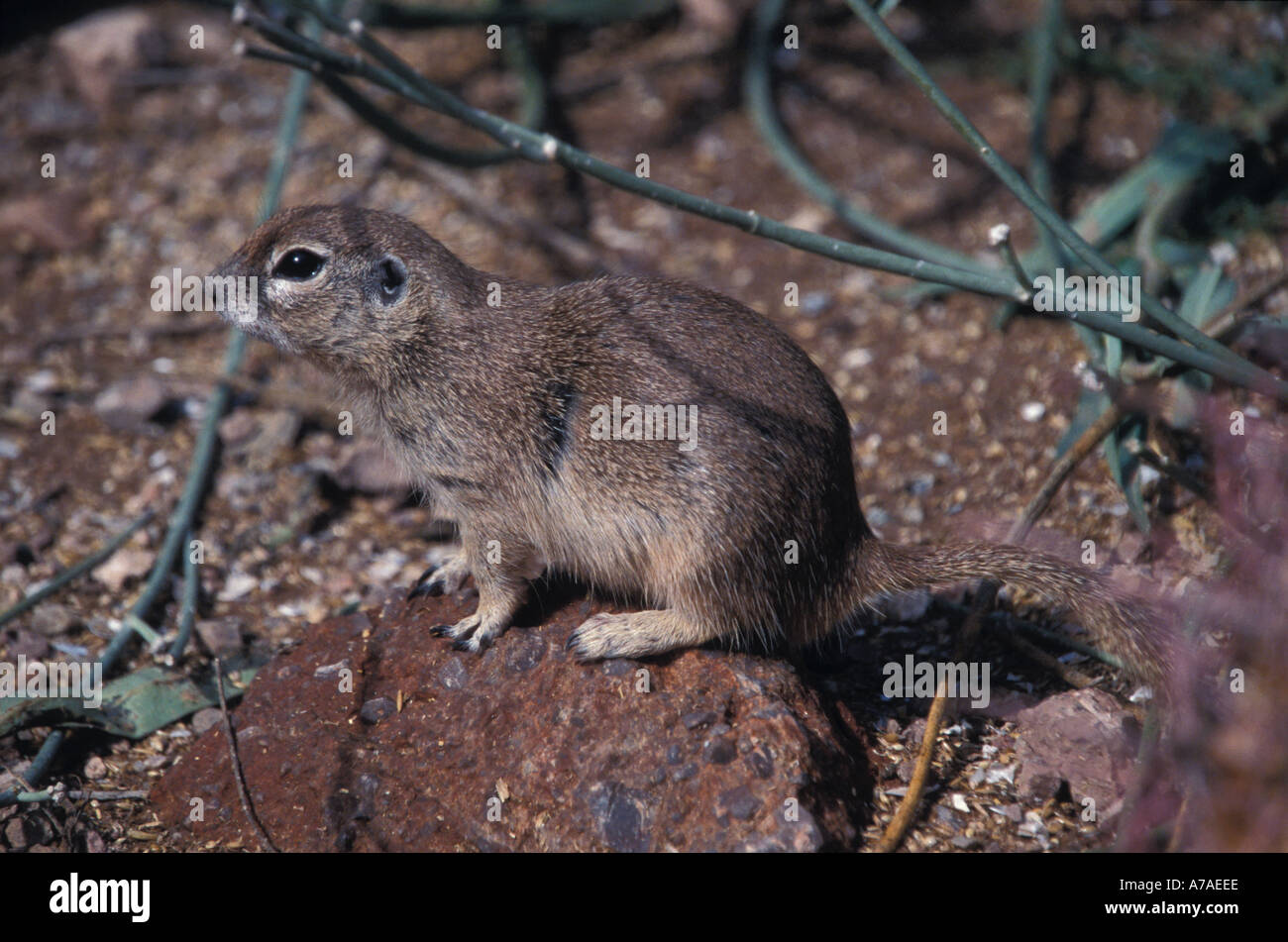Round tailed ground squirrel hi-res stock photography and images - Alamy
