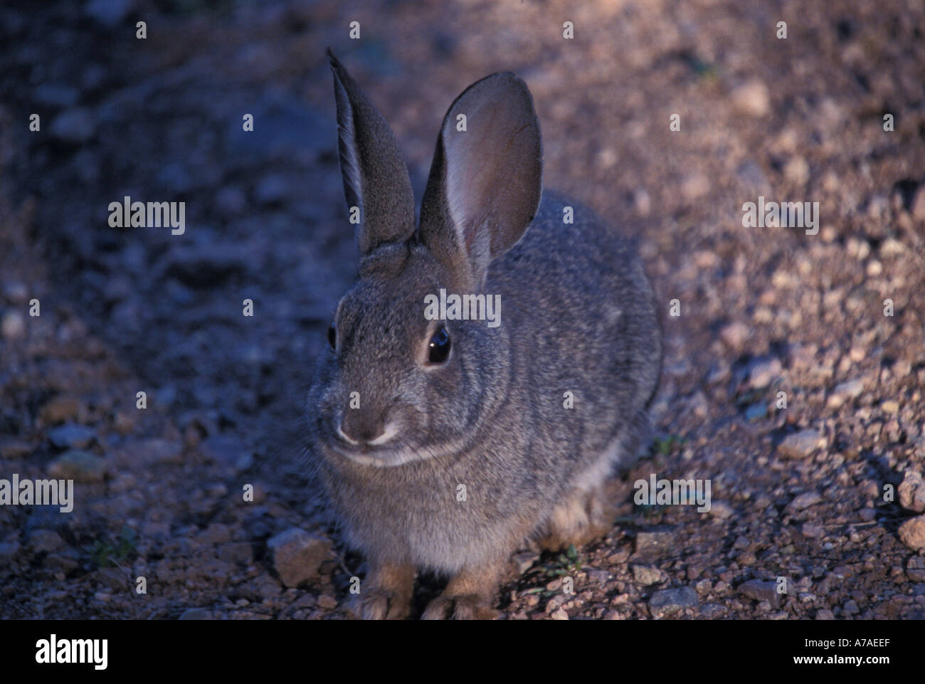 Genus lepus hi-res stock photography and images - Alamy